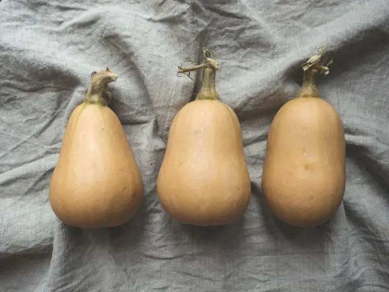 How To Tell If Butternut Squash Is Bad? - Cully's Kitchen