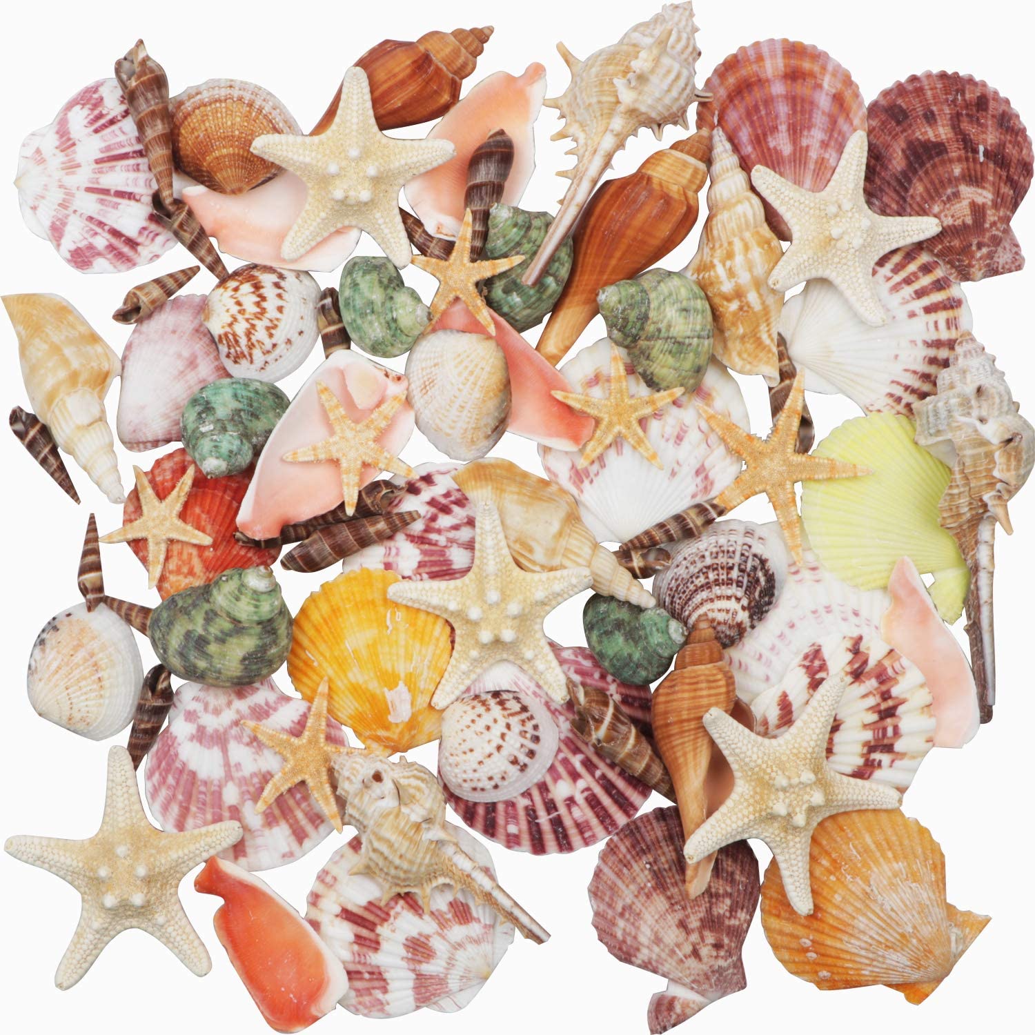 The Best Scallop Shells for Cooking
