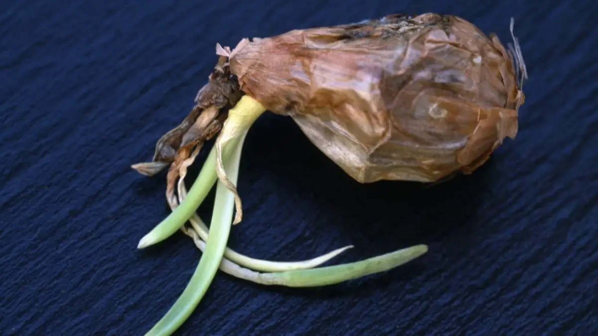 How To Tell When An Onion Is Bad? - Cully's Kitchen