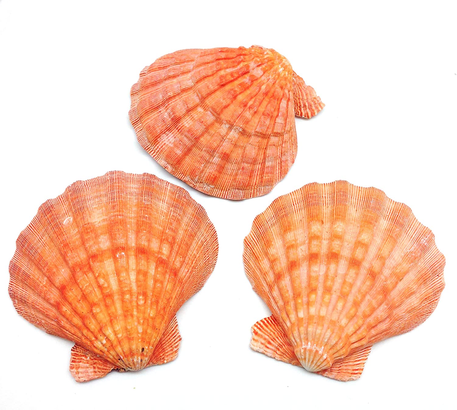 The Best Scallop Shells for Cooking