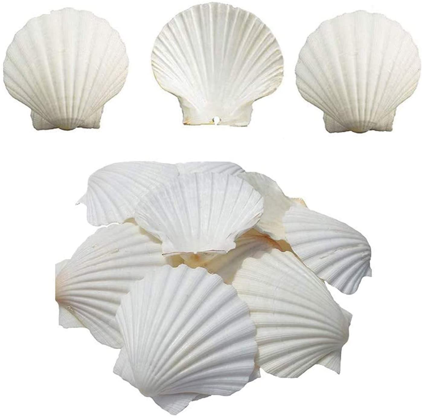 The Best Scallop Shells For Cooking - Cully's Kitchen