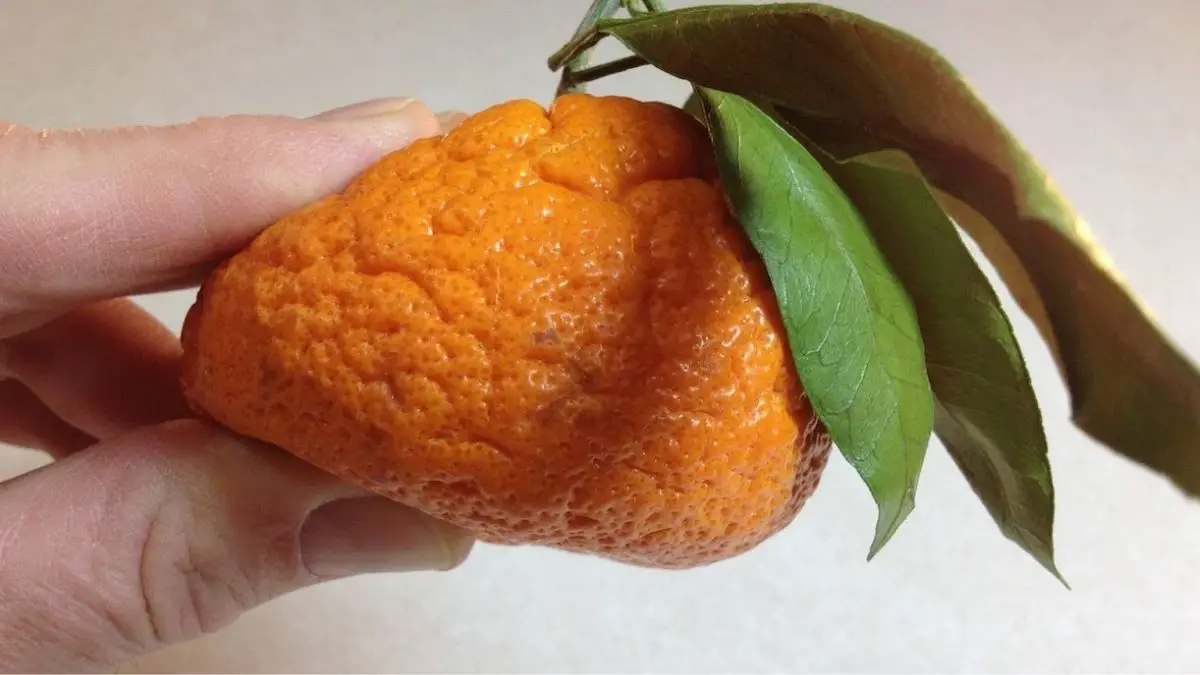 How To Tell If An Orange Is Bad? - Cully's Kitchen
