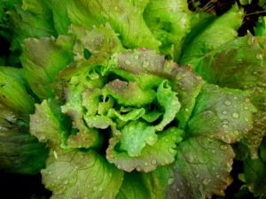 How To Tell If Romaine Lettuce Is Bad? - Cully's Kitchen