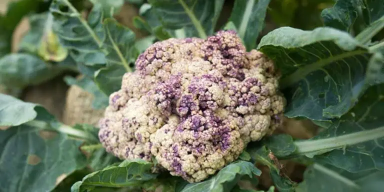 How To Tell If Cauliflower Is Bad?