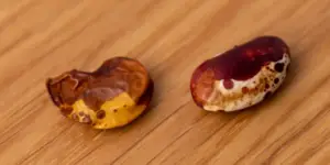 How To Tell If Beans Are Bad? - Cully's Kitchen