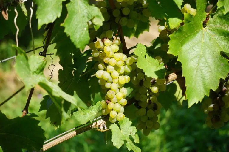 How To Choose The Best Grapes? - Cully's Kitchen