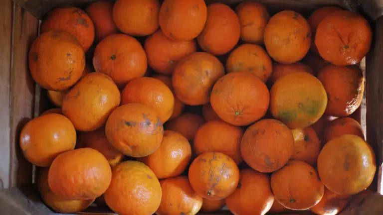 How To Tell If A Clementine Is Bad? - Cully's Kitchen