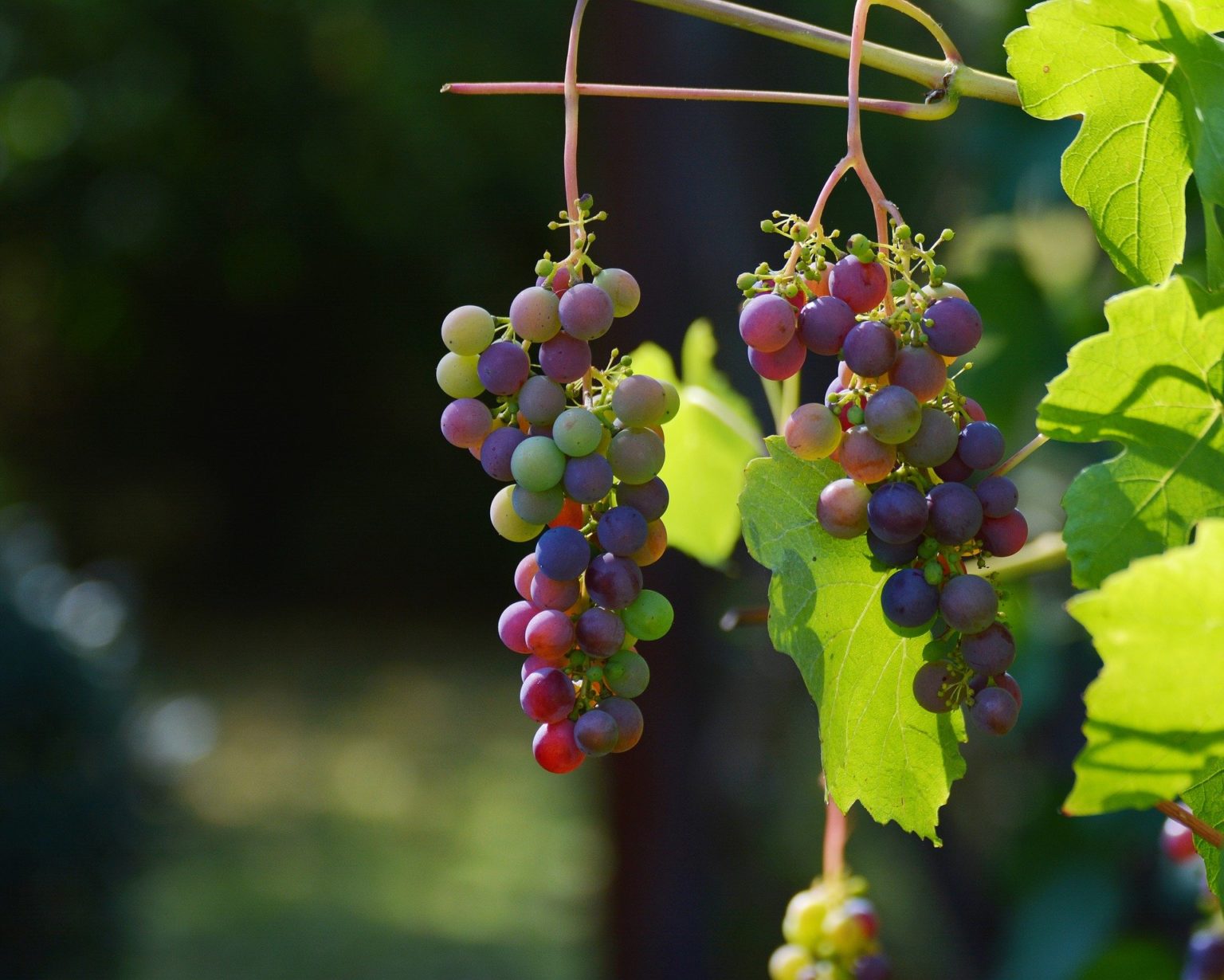 How To Choose The Best Grapes? - Cully's Kitchen
