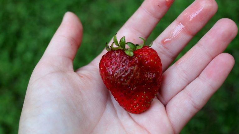 How To Tell Strawberries Are Bad? - Cully's Kitchen