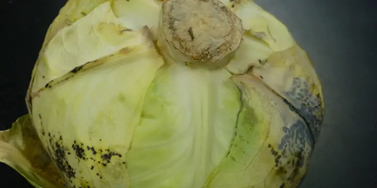 How To Tell If Cabbage Is Bad? - Cully's Kitchen