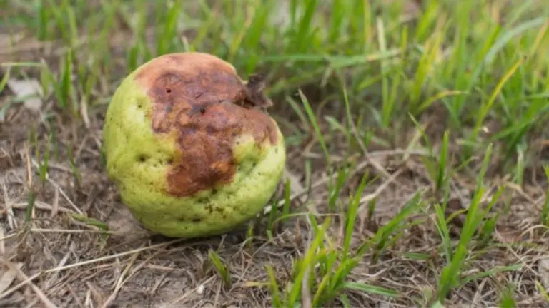 How to Tell if a Guava Is Bad? - Cully's Kitchen