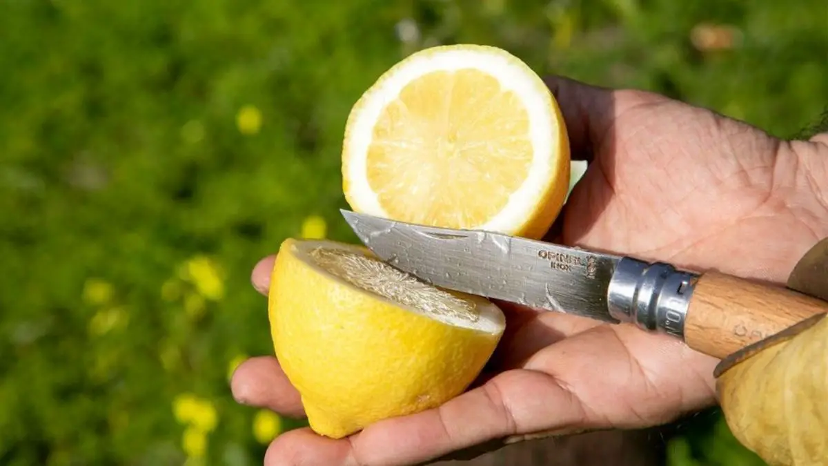 Lemon Nutrition Facts - Cully's Kitchen