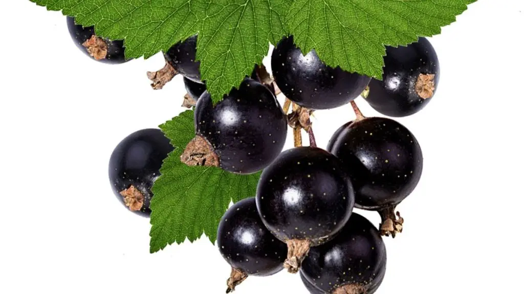 Black Currant Nutrition Facts