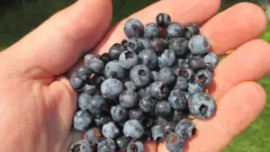 How to Tell if Blueberry is Bad? - Cully's Kitchen