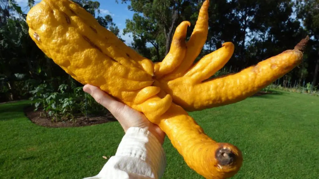 What are the Health Benefits of Buddha's Hand? - Cully's Kitchen