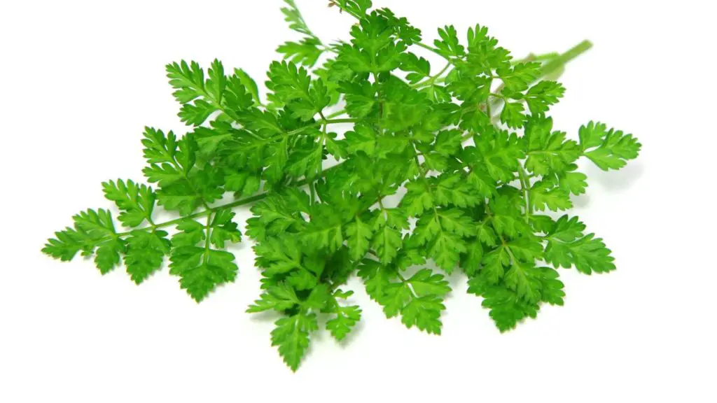 What is Chervil? - Cully's Kitchen