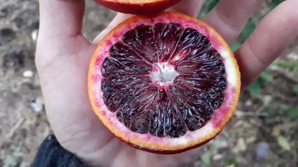 What Is a Blood Orange? - Cully's Kitchen