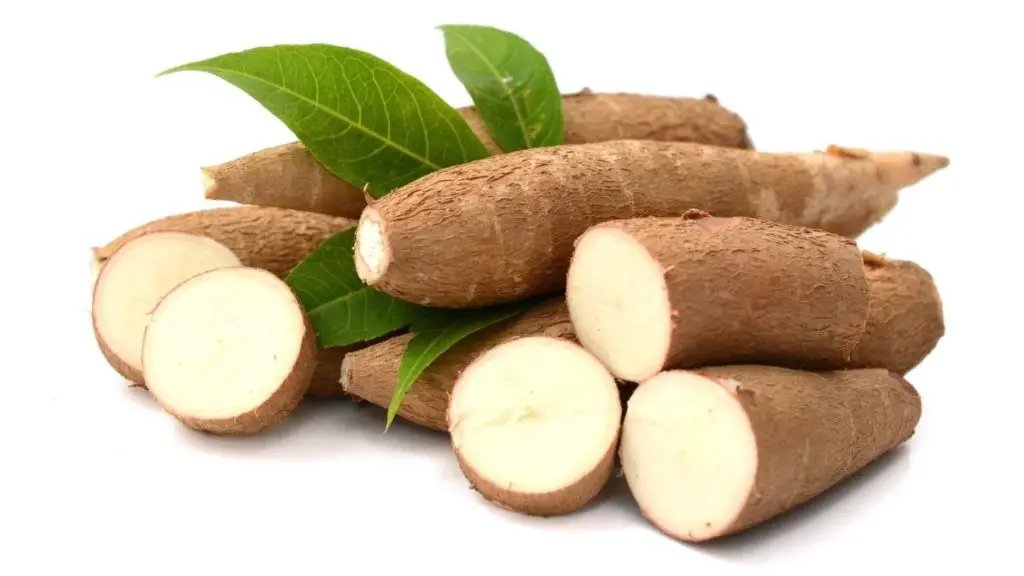 What is Tapioca? - Cully's Kitchen