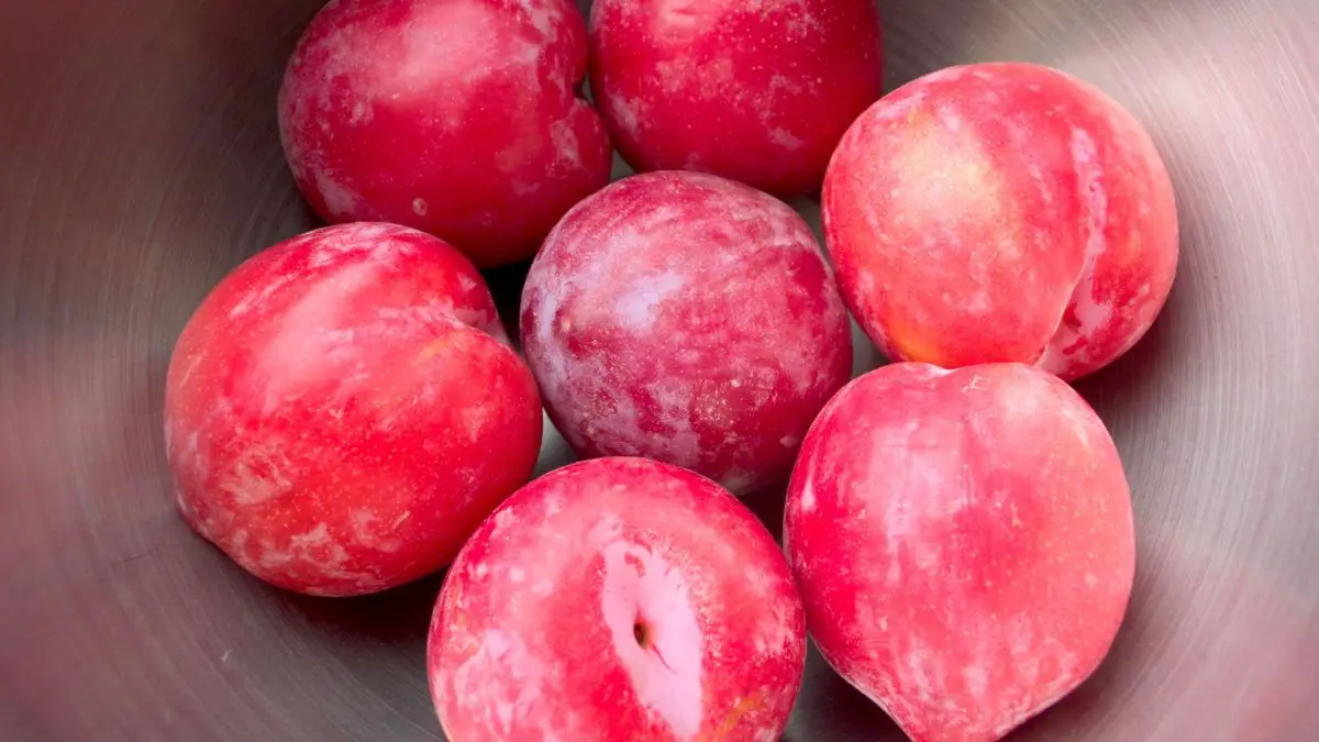 What are Pluots? - Cully's Kitchen
