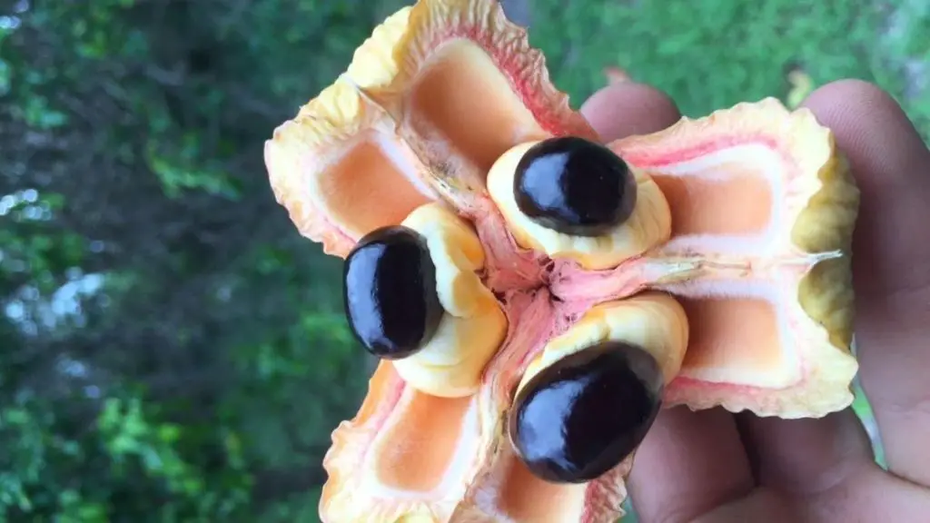 What are the Health Benefits of Ackee Fruit? - Cully's Kitchen