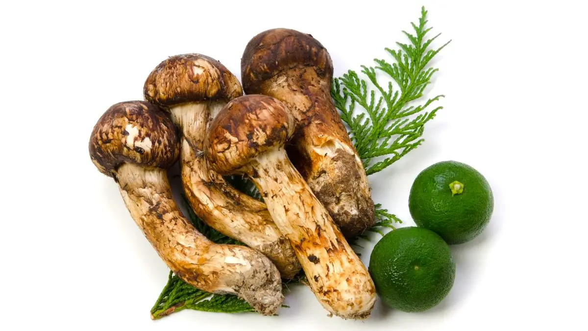 What are Matsutake Mushrooms? - Cully's Kitchen